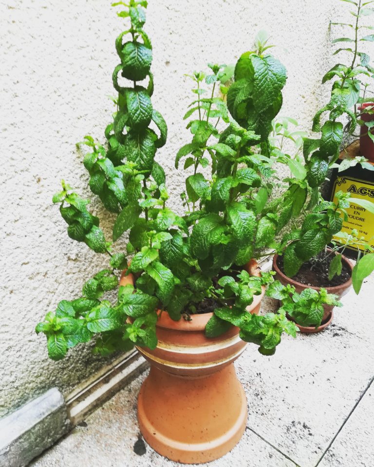 Tout savoir sur les plantes - Naturopathie & Hypnose Ericksonienne